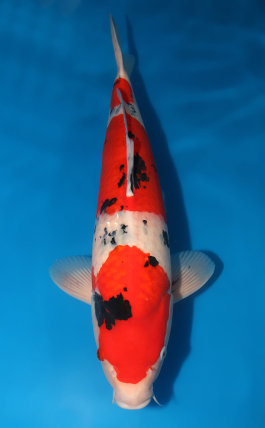 Kodama Koi Farm, Highest quality Nishikigoi only from Japan.